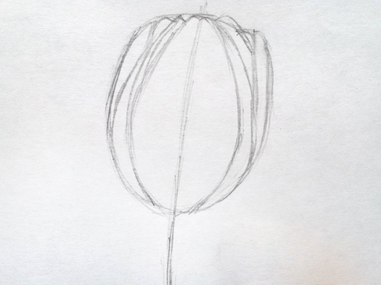 Jak nakreslit tulipán v 8 krocích?