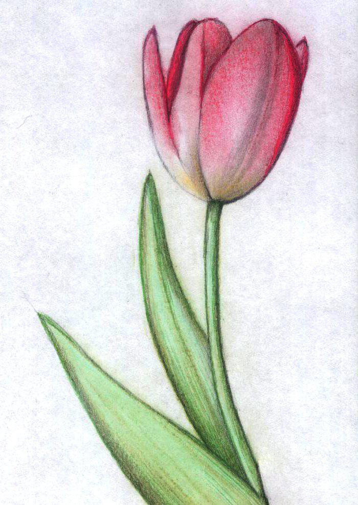 Jak nakreslit tulipán v 8 krocích?